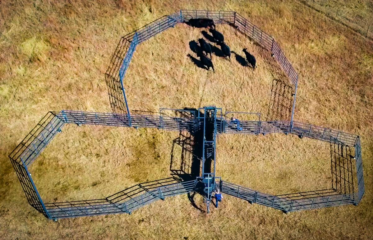 Processor | Rawhide Portable Corrals